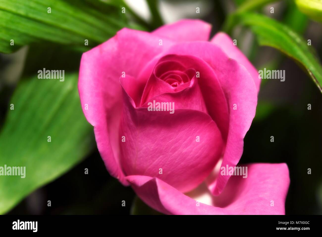 pink rose side view close up macro Stock Photo - Alamy