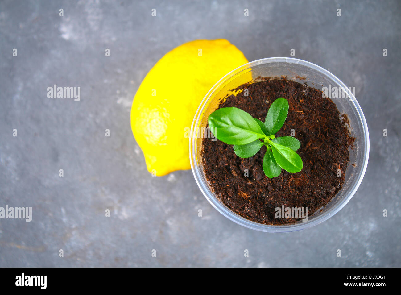 A green sprout of lemon in a pot. Seedling from the bones. Ripe lemon ...