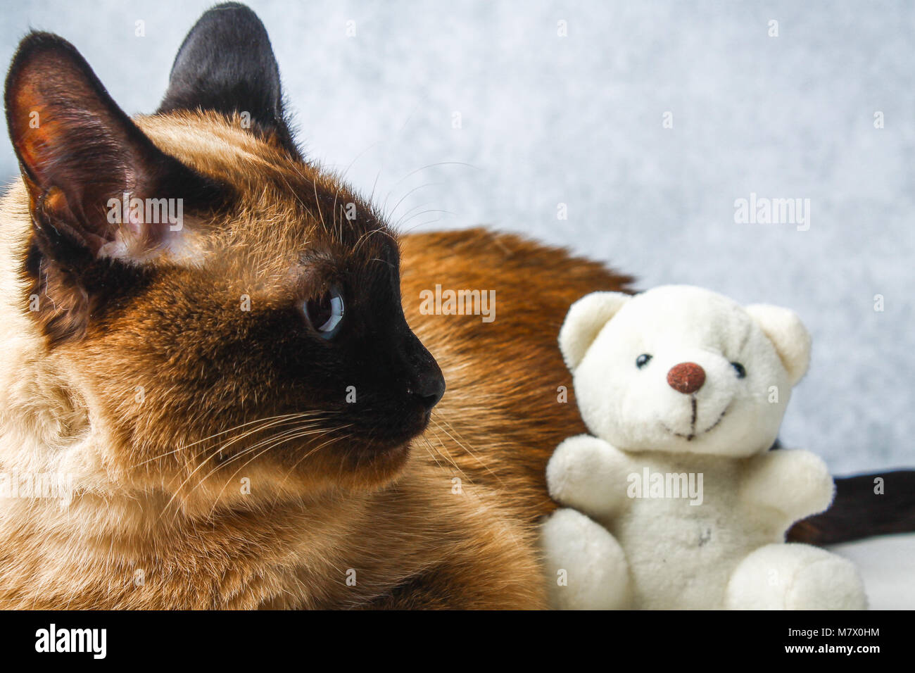 Siamese Thai cat lies and looks with sadness, anguish, anger Stock ...