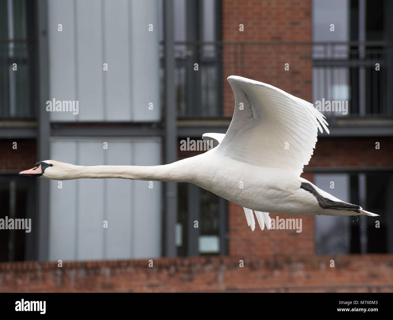 elegant mute swan with wings outstretched soaring past building Stock ...