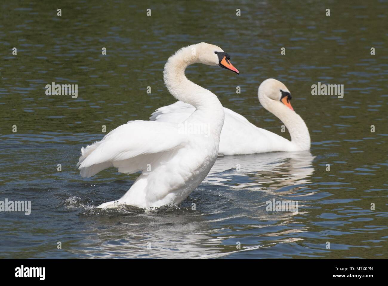 mating pair of mute swans swim next to each other and appear to have a ...