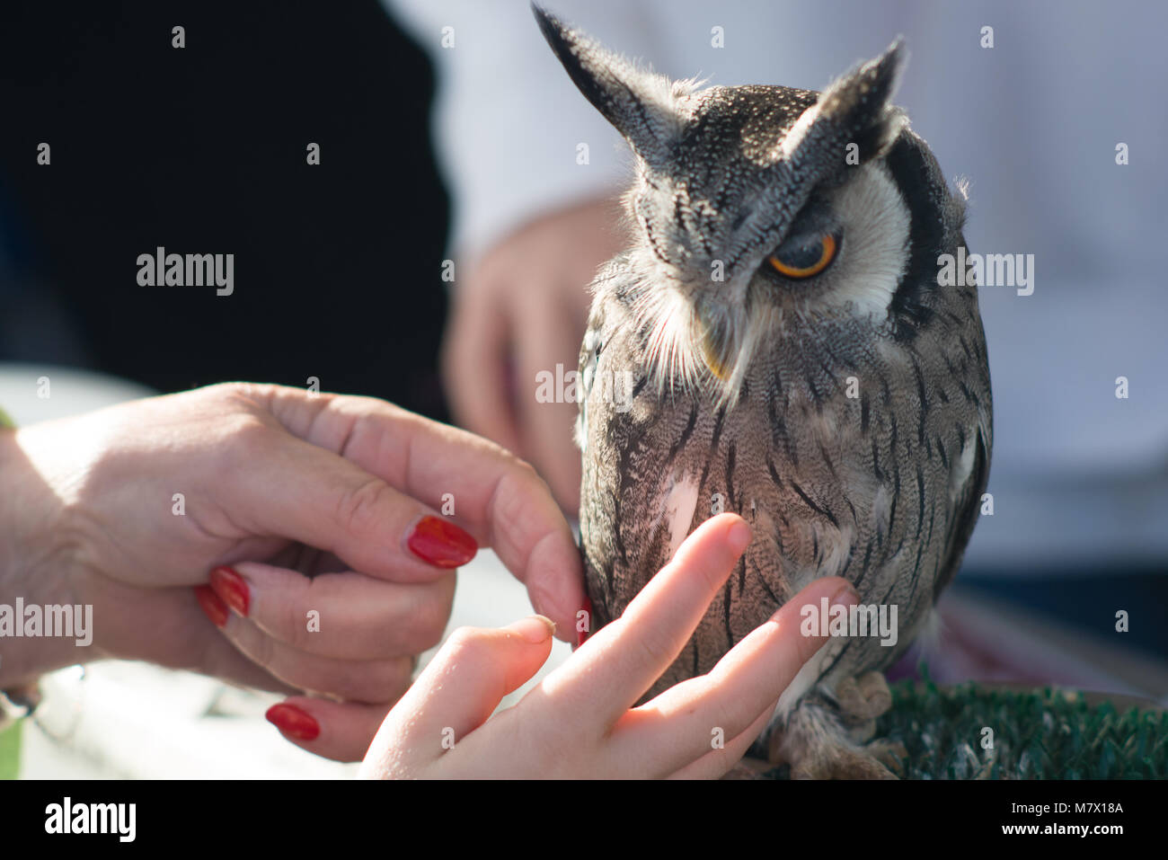 horned owl stares at hands of old woman and small child Stock Photo - Alamy