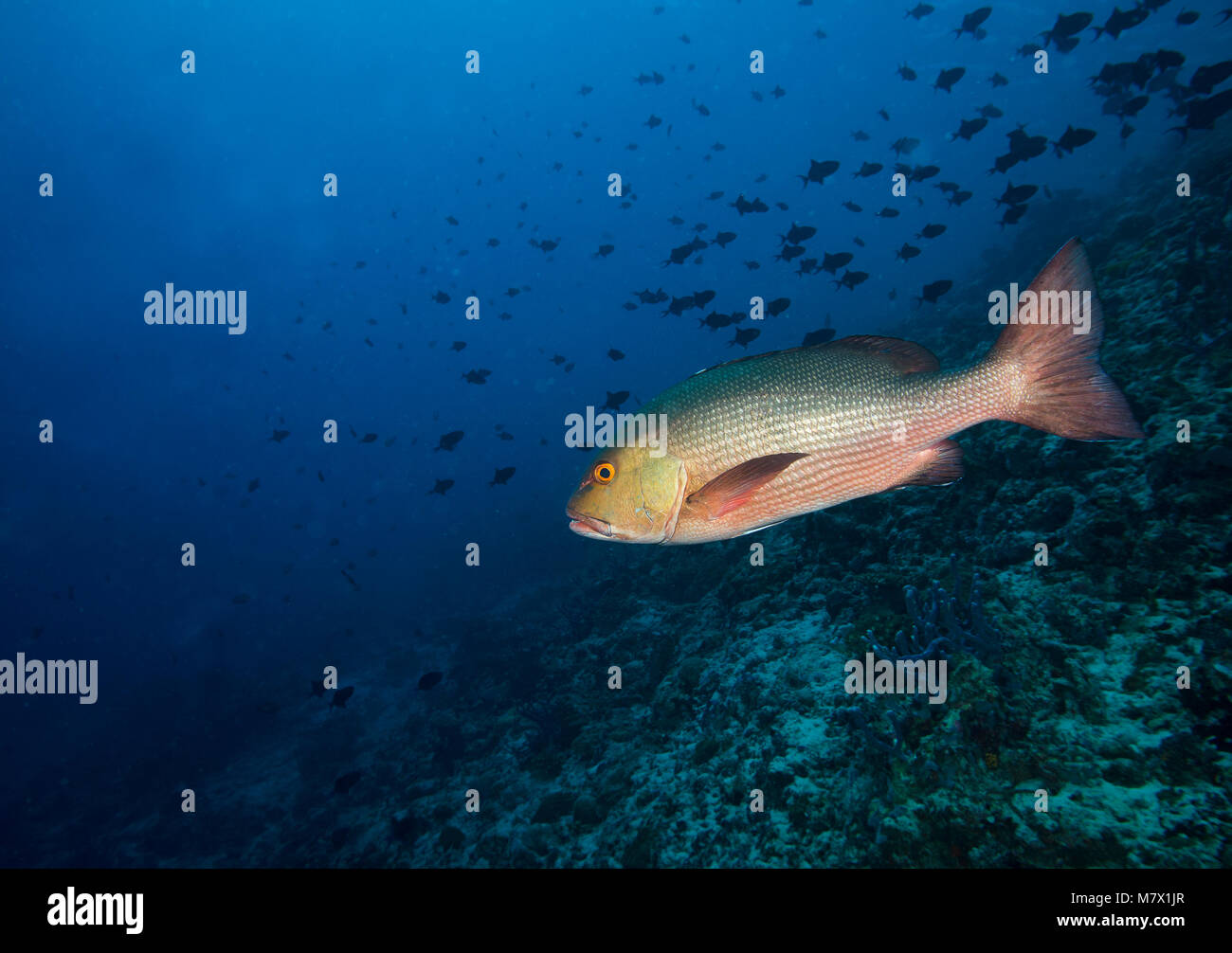Two spot red snappers hi-res stock photography and images - Alamy