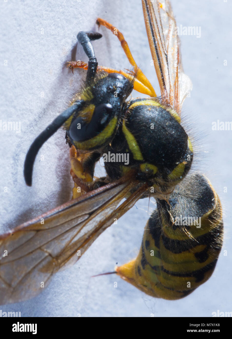 macro shot of wasp vespula vulgaris with sting Stock Photo - Alamy