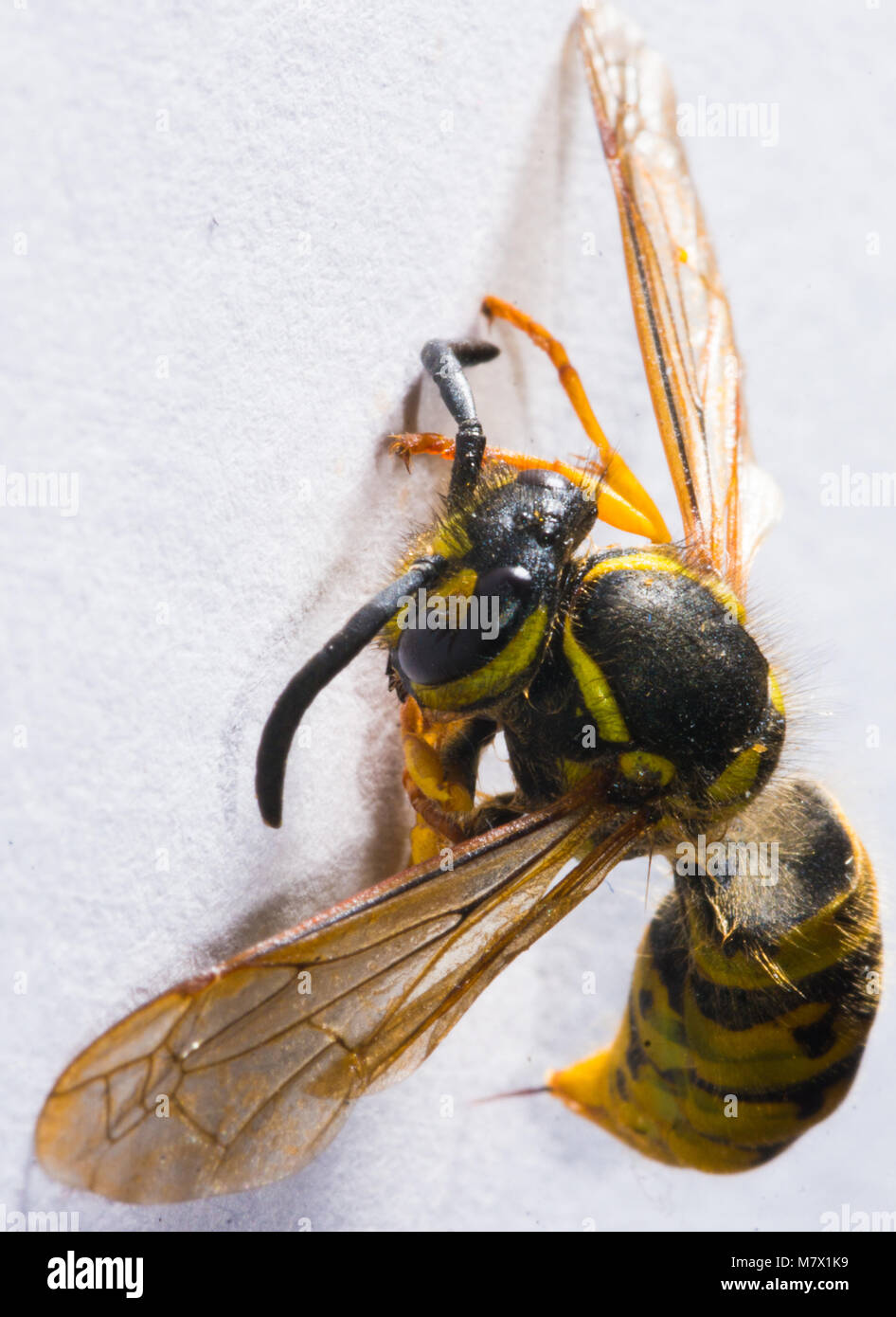 Wasp Sting Reaction High Resolution Stock Photography and Images - Alamy