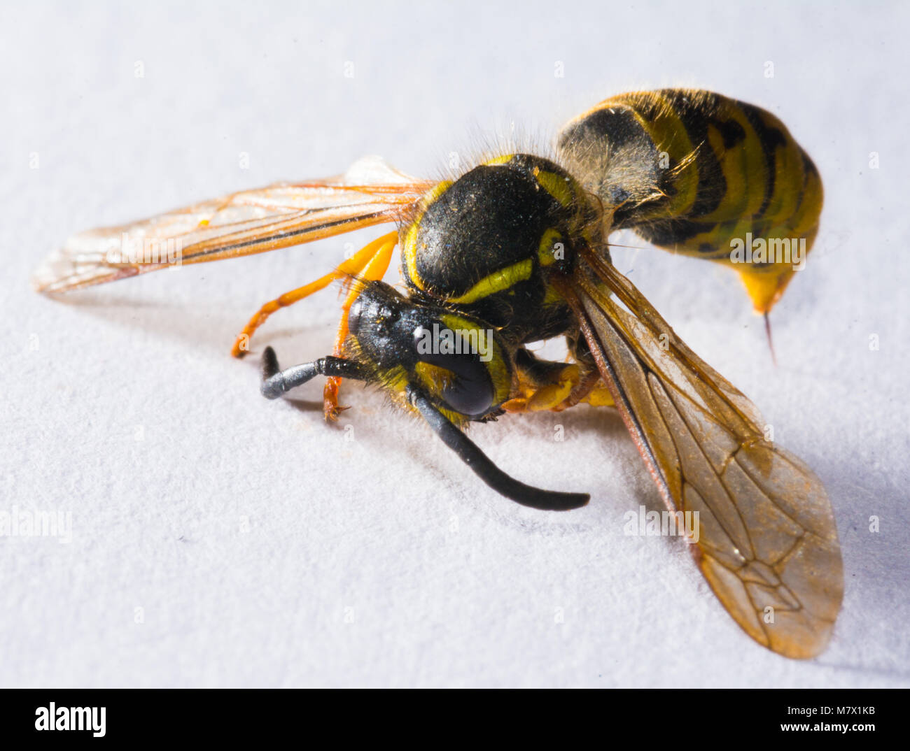 Wasp Sting Reaction High Resolution Stock Photography and Images - Alamy