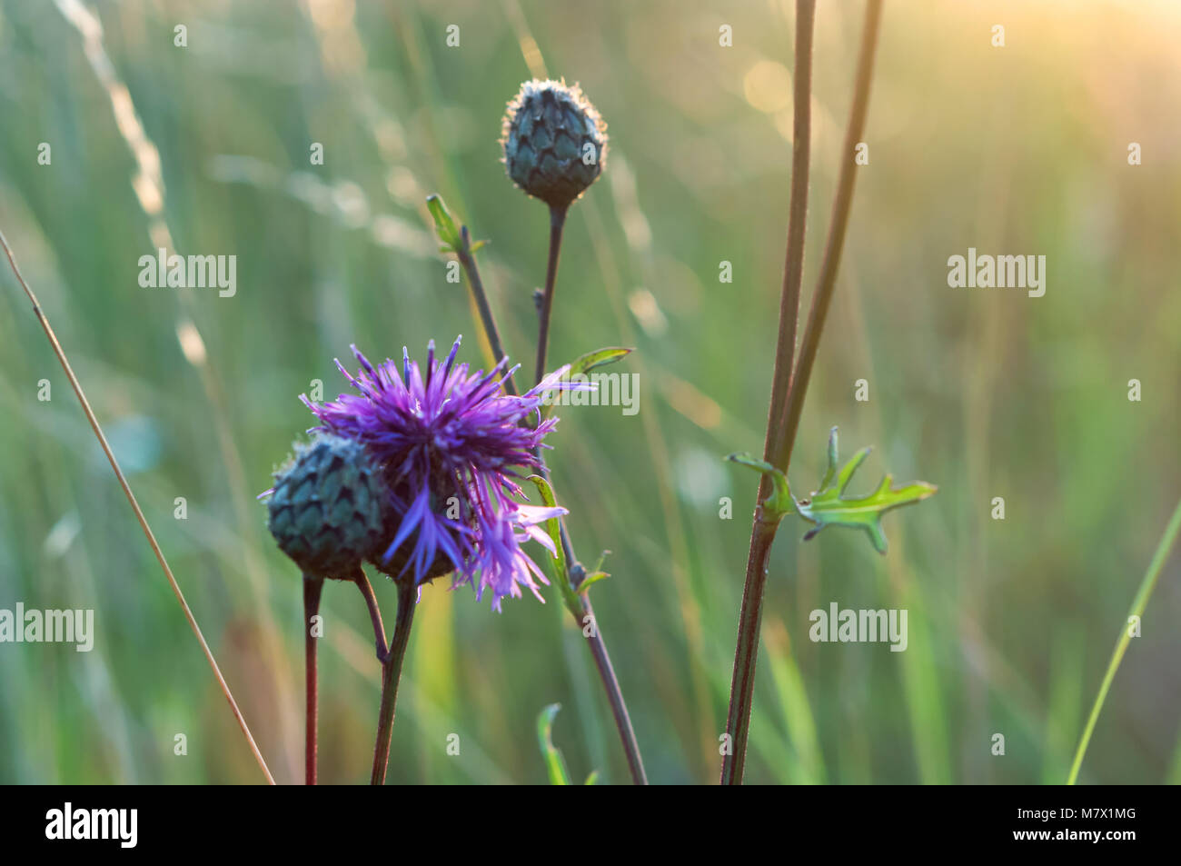 field Thistle flower, field flower in backlighting, reschovsky meadow ...