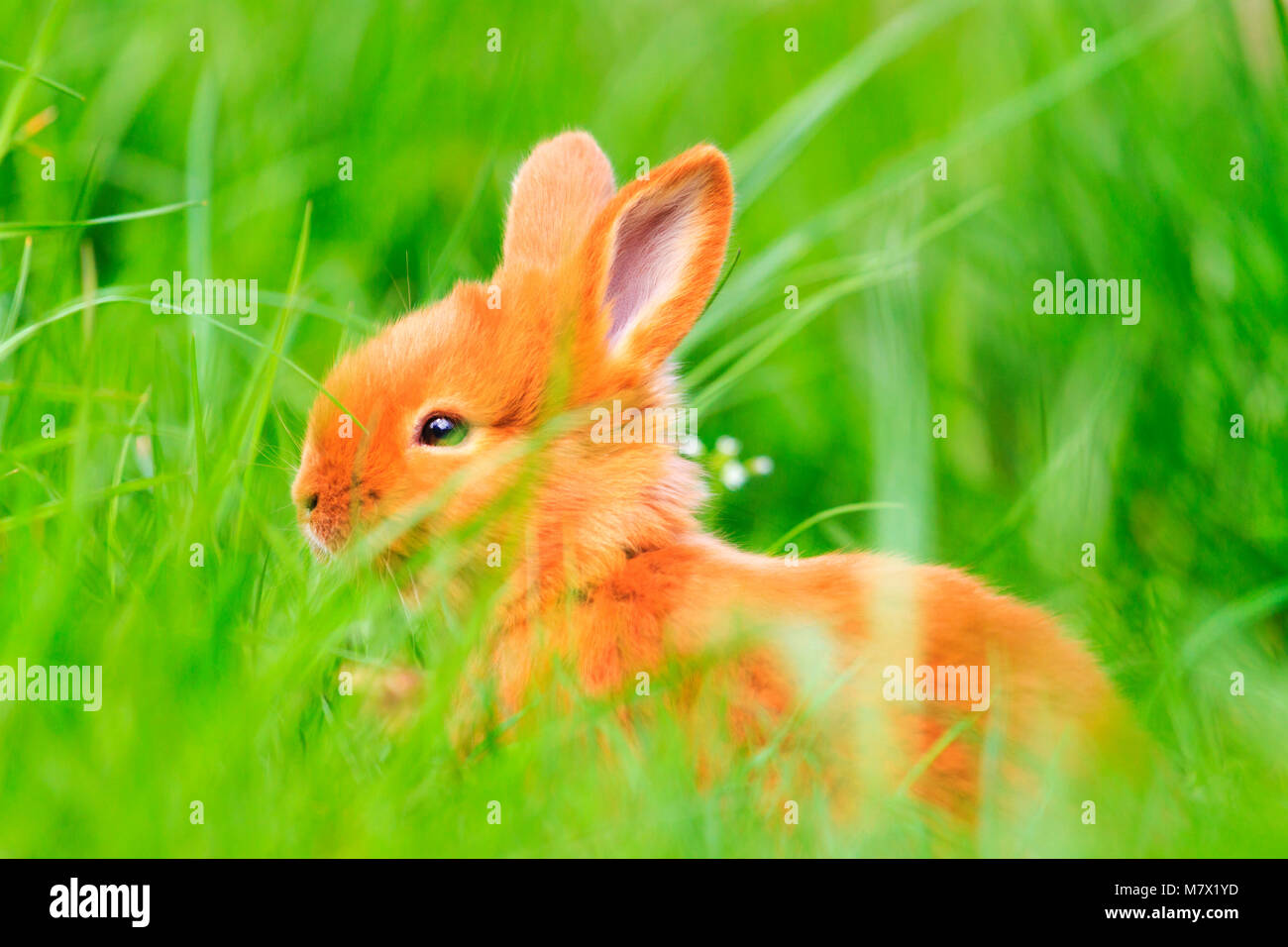 spring rabbit among green grass and flowers, baby animals, pets Stock ...
