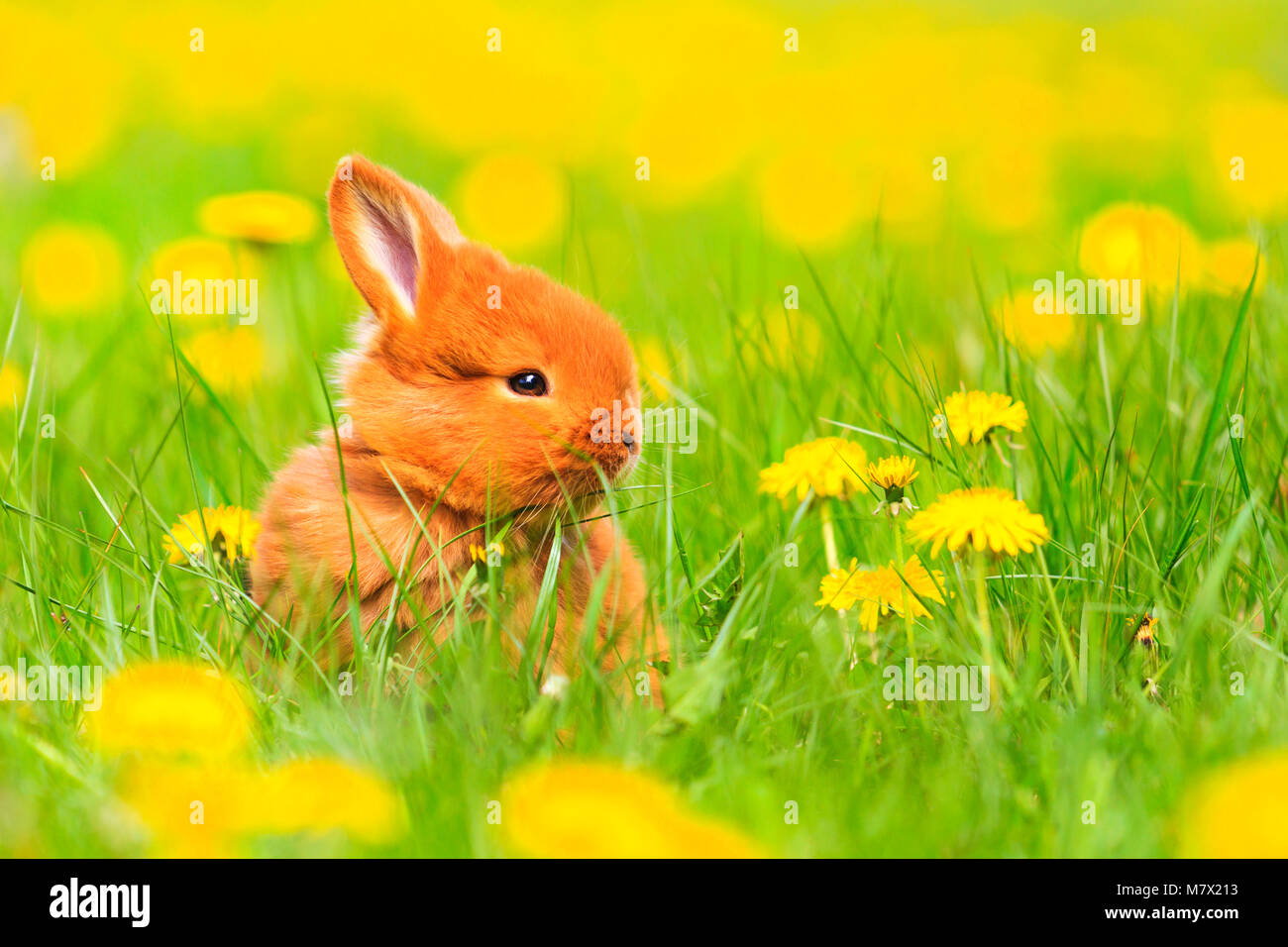 Cute red rabbit sits among the yellow flowers, baby animals, pets Stock ...