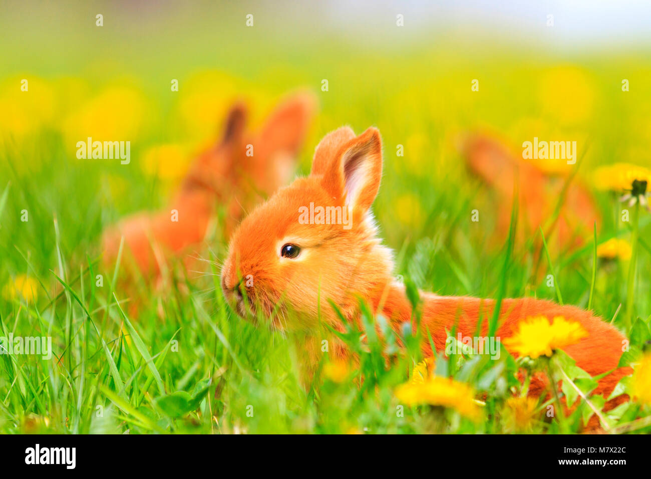 Red rabbits hi-res stock photography and images - Alamy