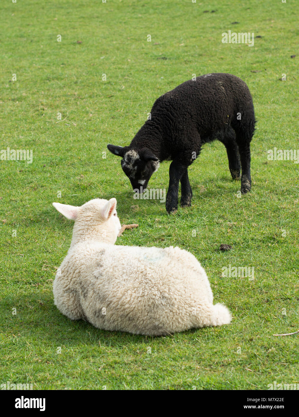 black and white lamb hanging out together as friends in field ...