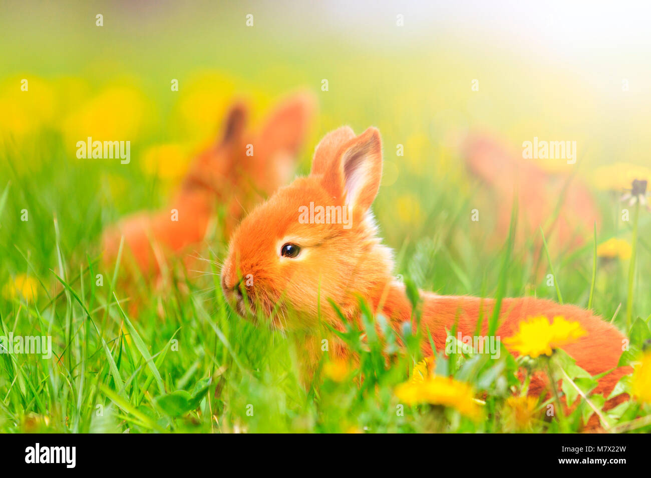red rabbits frolic in the spring grass with sunny hotspot , baby ...