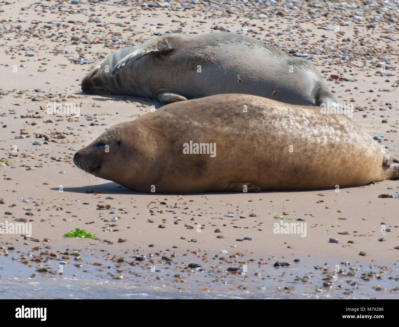 seals basking in the sun at blackeney point near Cromer Norfolk in the ...