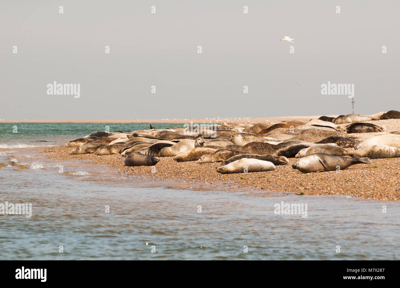Blackeney point hi-res stock photography and images - Alamy