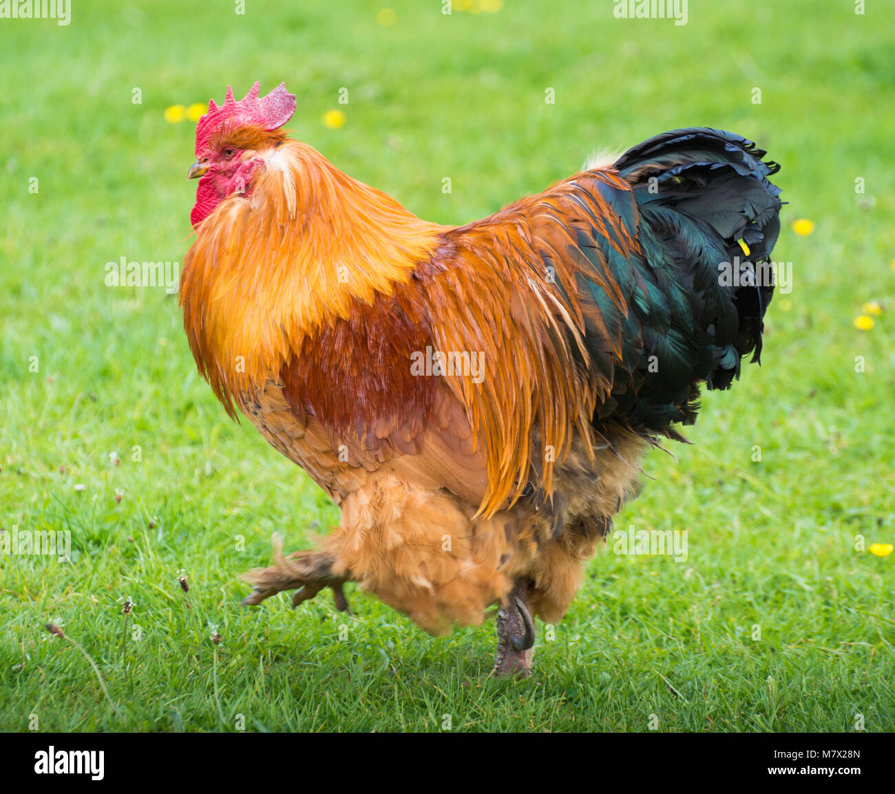 close up of red rooster with comb and bright plumage Stock Photo - Alamy