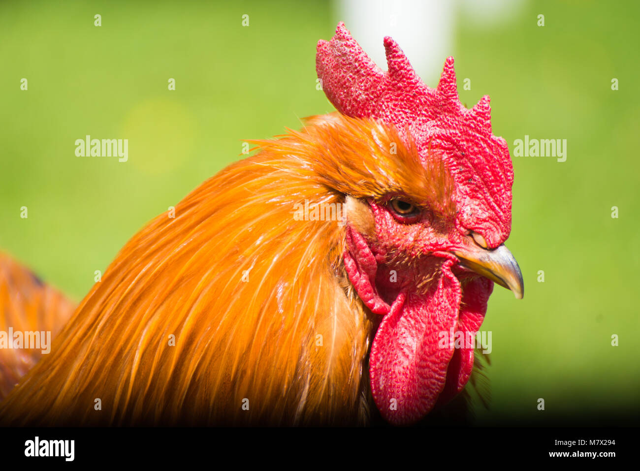 close up of red rooster with comb and bright plumage Stock Photo - Alamy