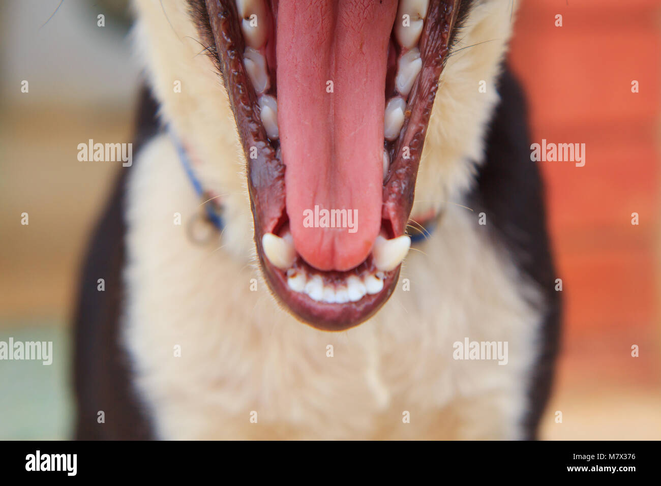 Do Dogs Have Tonsil Stones