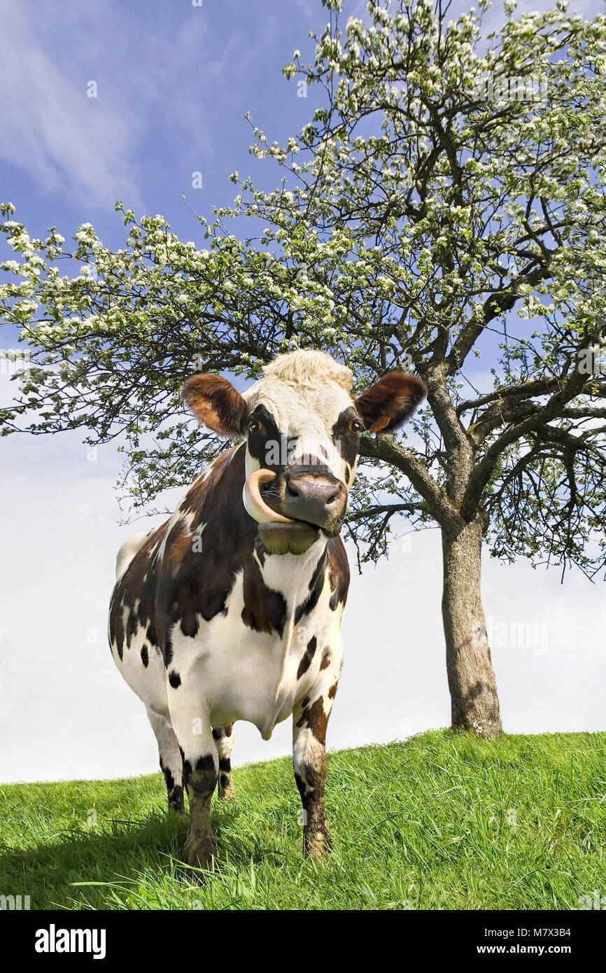 Normande cow in a meadow, sticking its tongue, and flowering apple tree ...