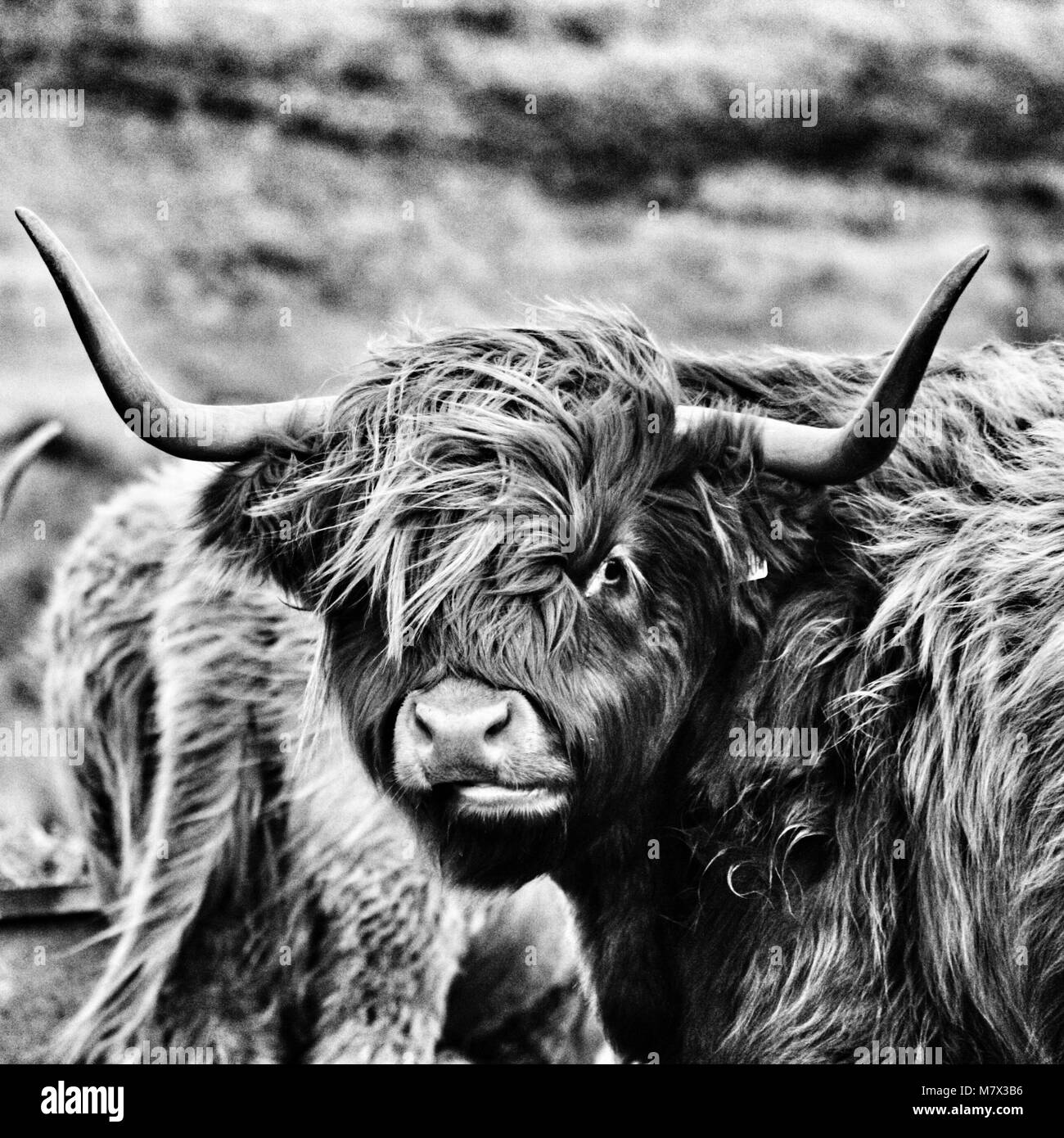 White scottish highland cattle Black and White Stock Photos & Images ...
