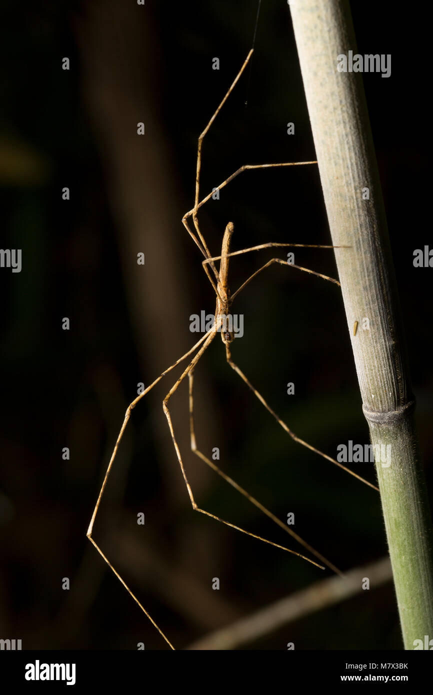 Long-legged spider in the jungle photographed at night at the ...