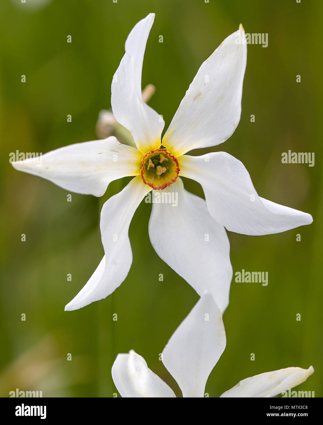 Narcissus close up Stock Photo - Alamy
