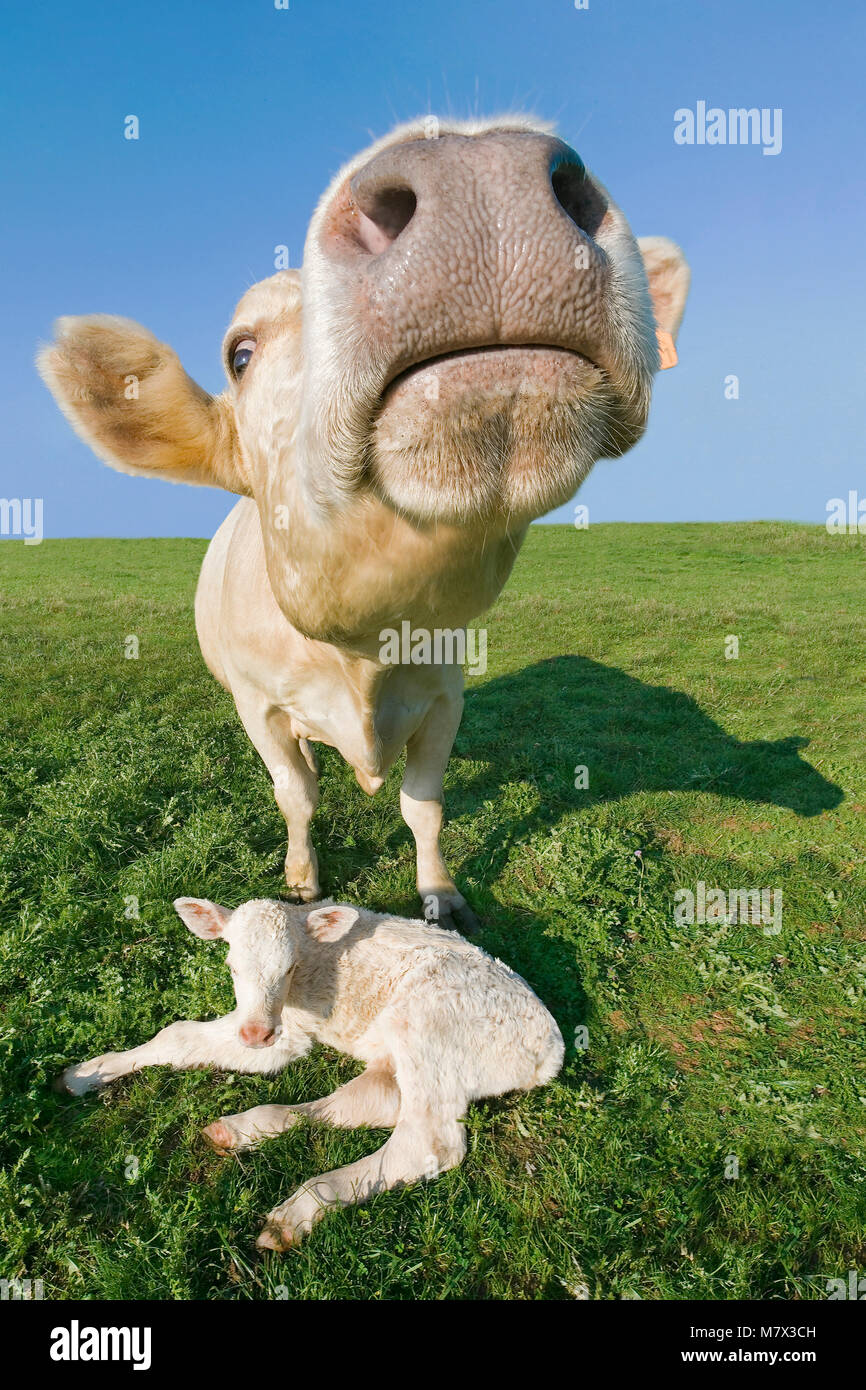 Cow and its newborn calf in a field. Close-up shot of the muzzle of a ...
