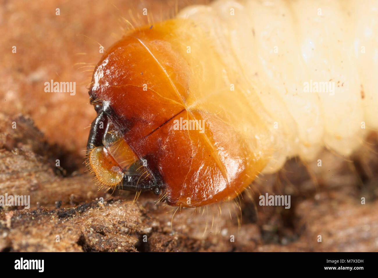 Long-horned beetle larva under a tree bark Stock Photo - Alamy