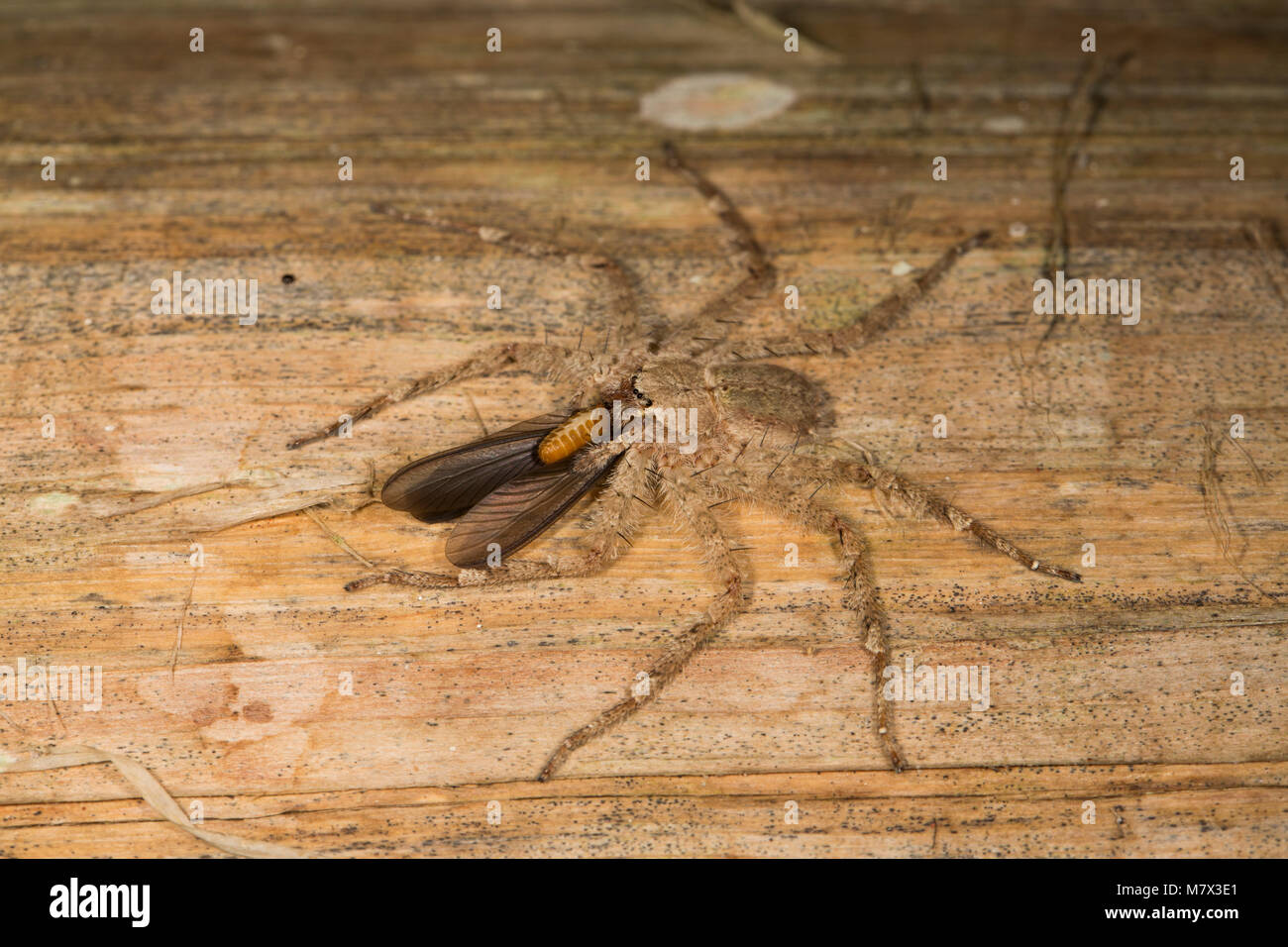 A spider with prey-possibly a winged termite, at a jungle camp next to ...