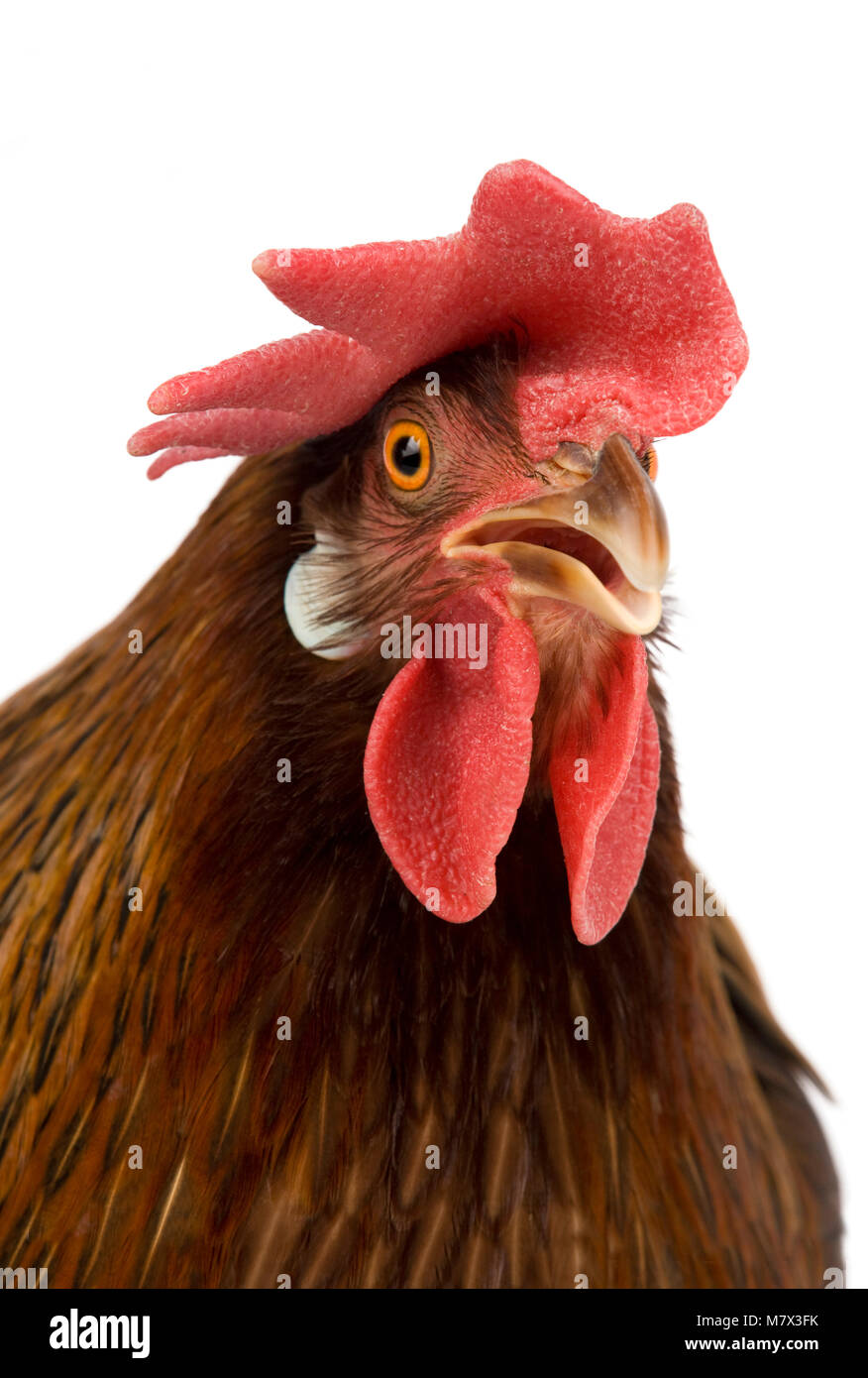 Leghorn hen: head, beak and crest Stock Photo - Alamy