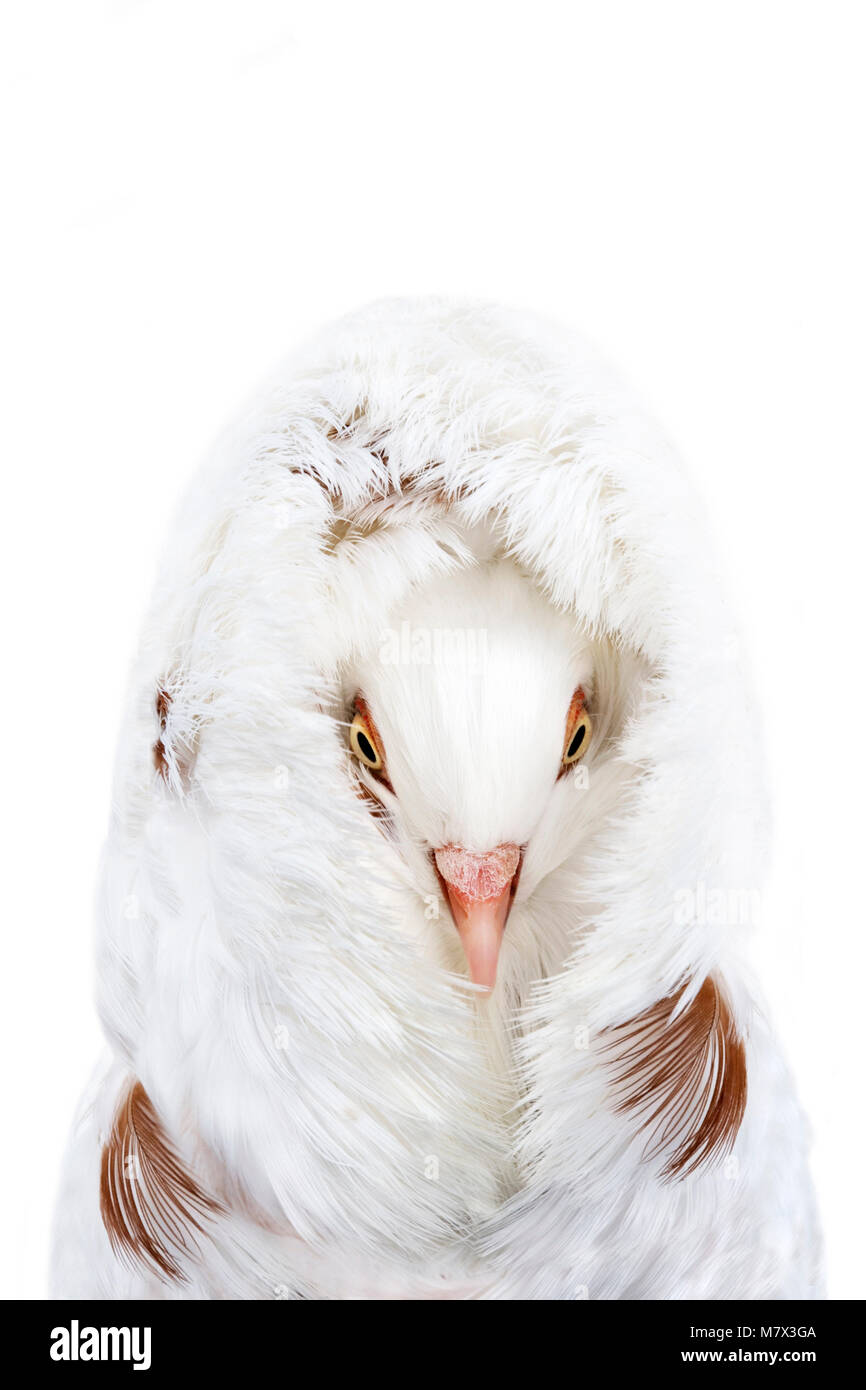 Capucin pigeon hi-res stock photography and images - Alamy