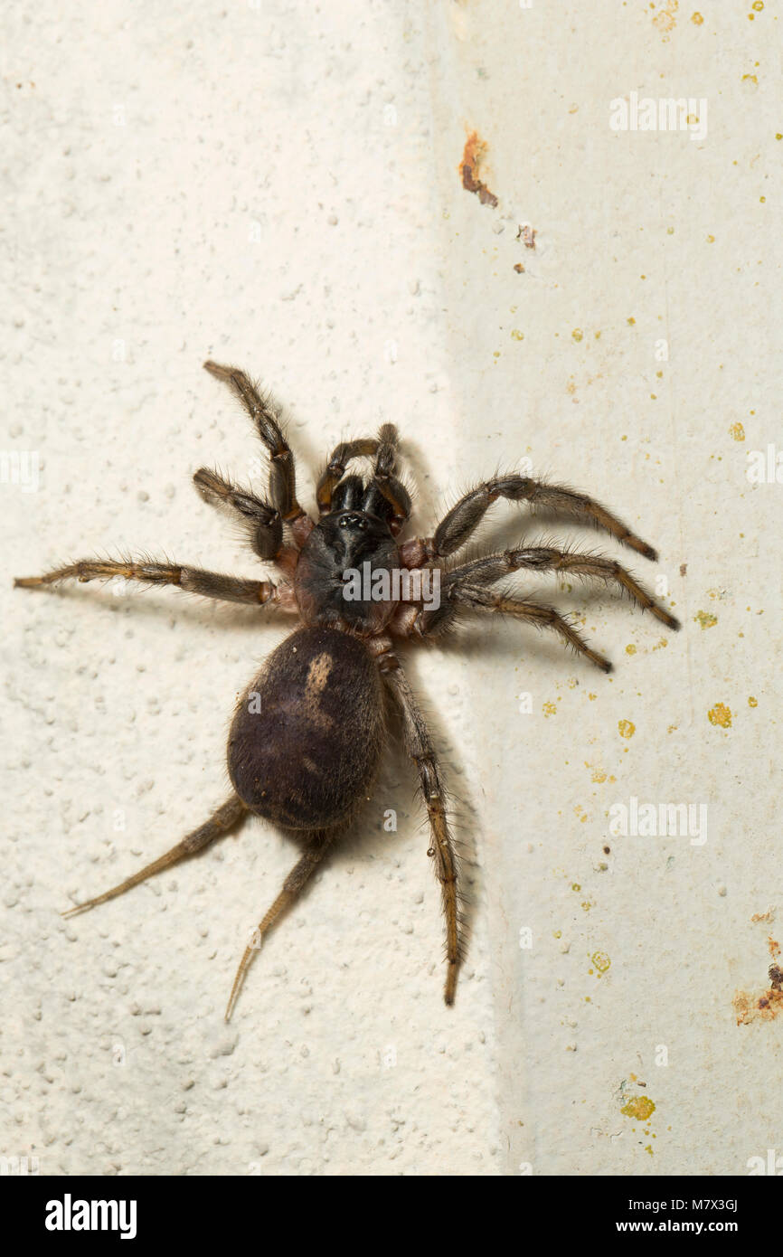 Apoera train station suriname hi-res stock photography and images - Alamy