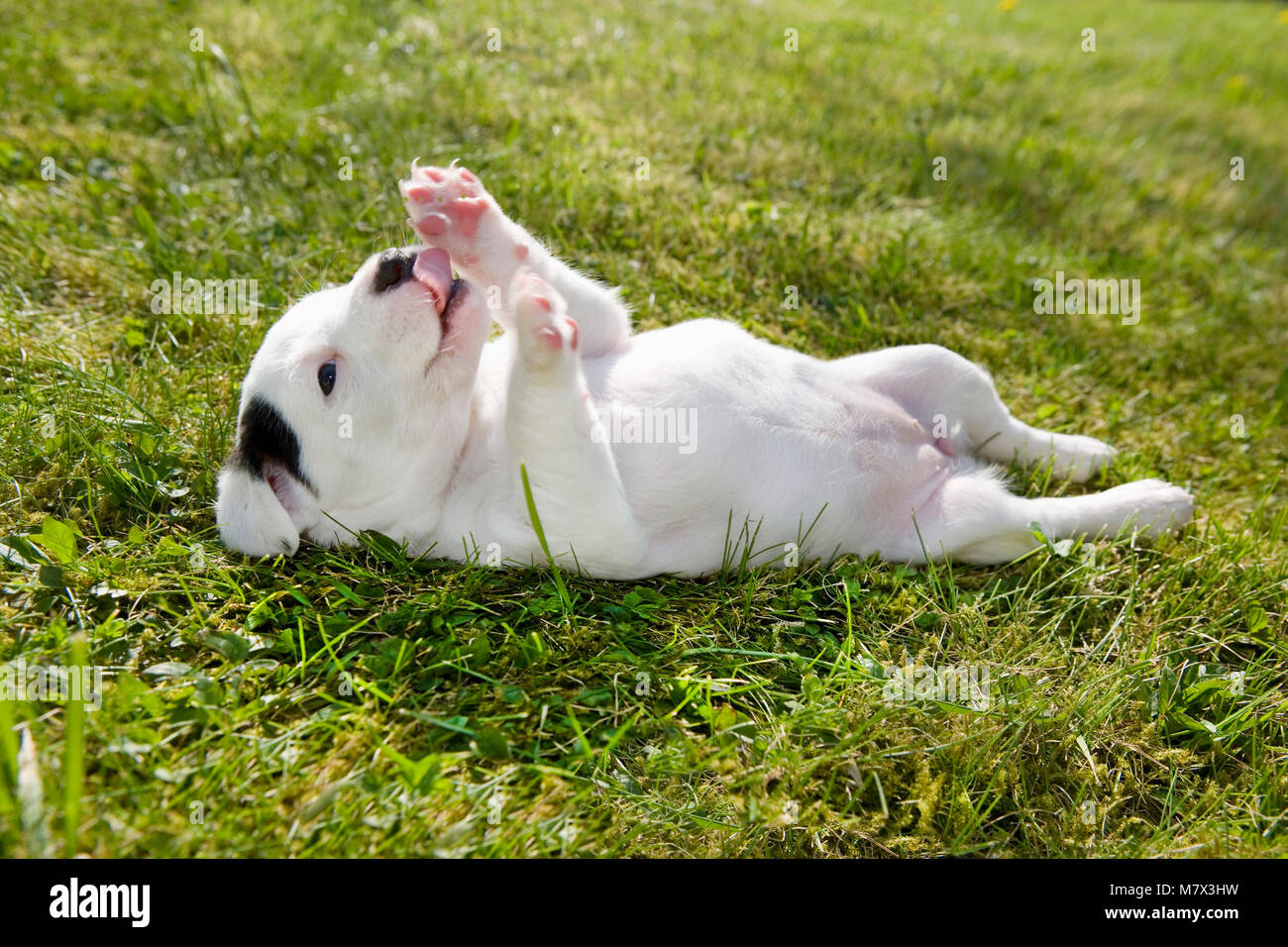 Jack Russel puppy rolling on the grass and licking its paws Stock Photo ...