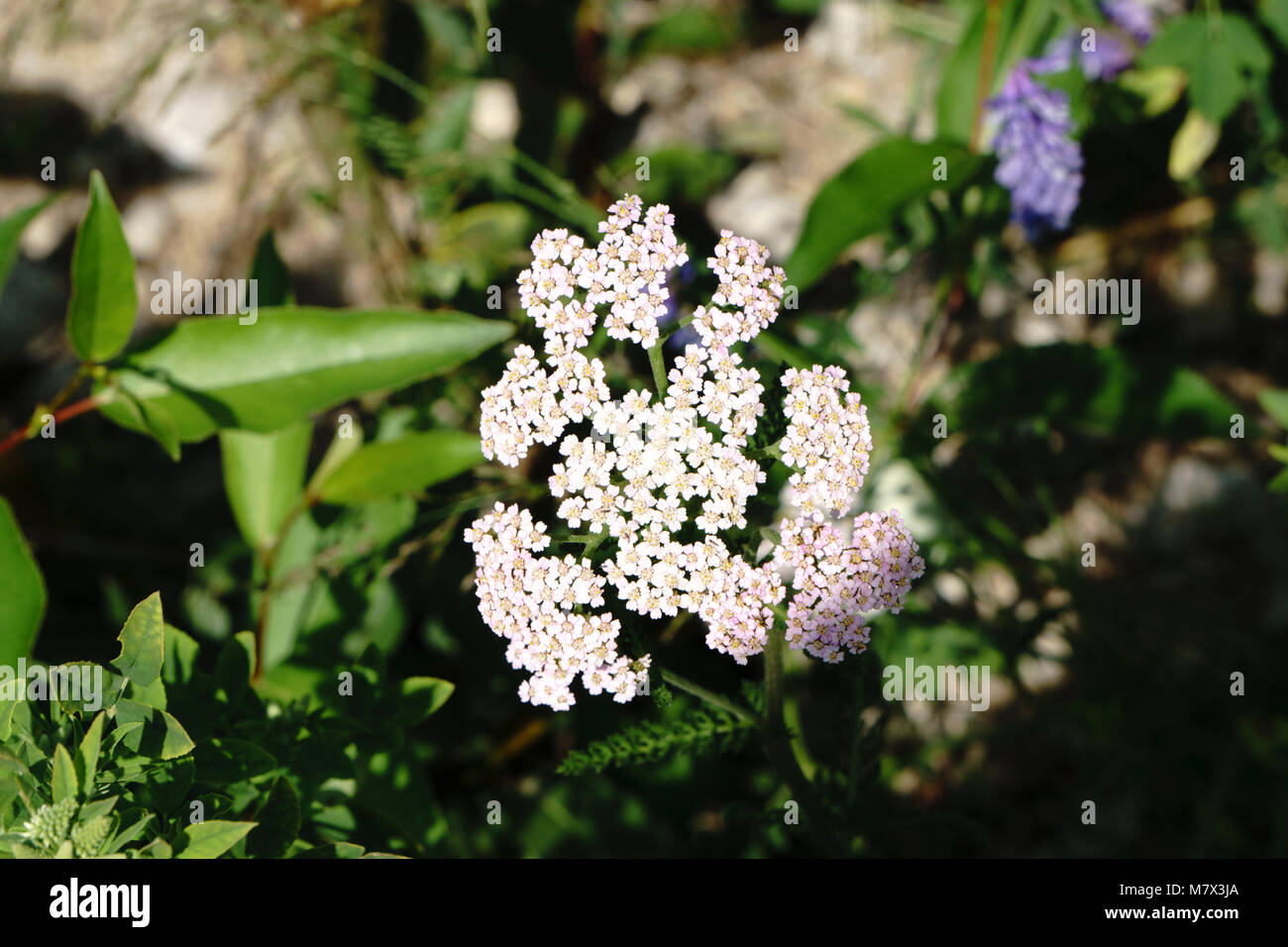 Falseindigoflower hi-res stock photography and images - Alamy