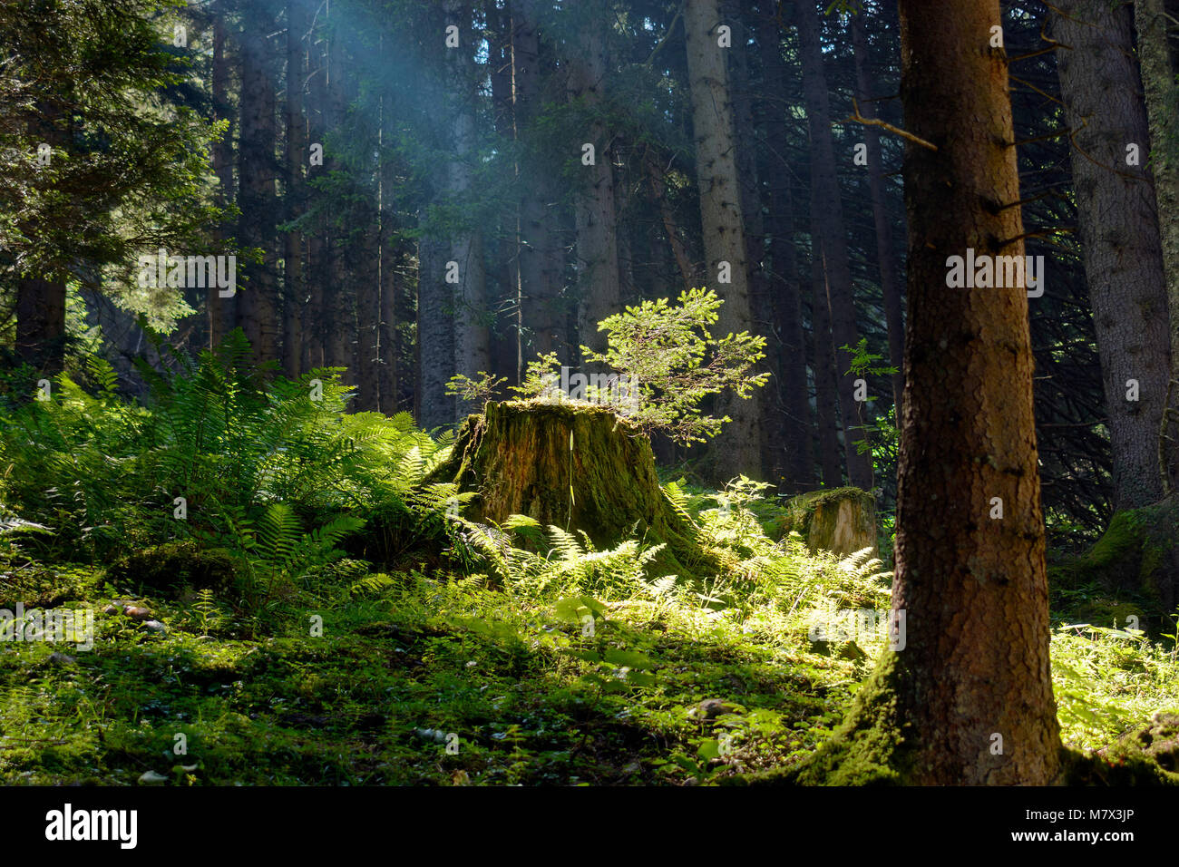 Old spruce forest hi-res stock photography and images - Alamy