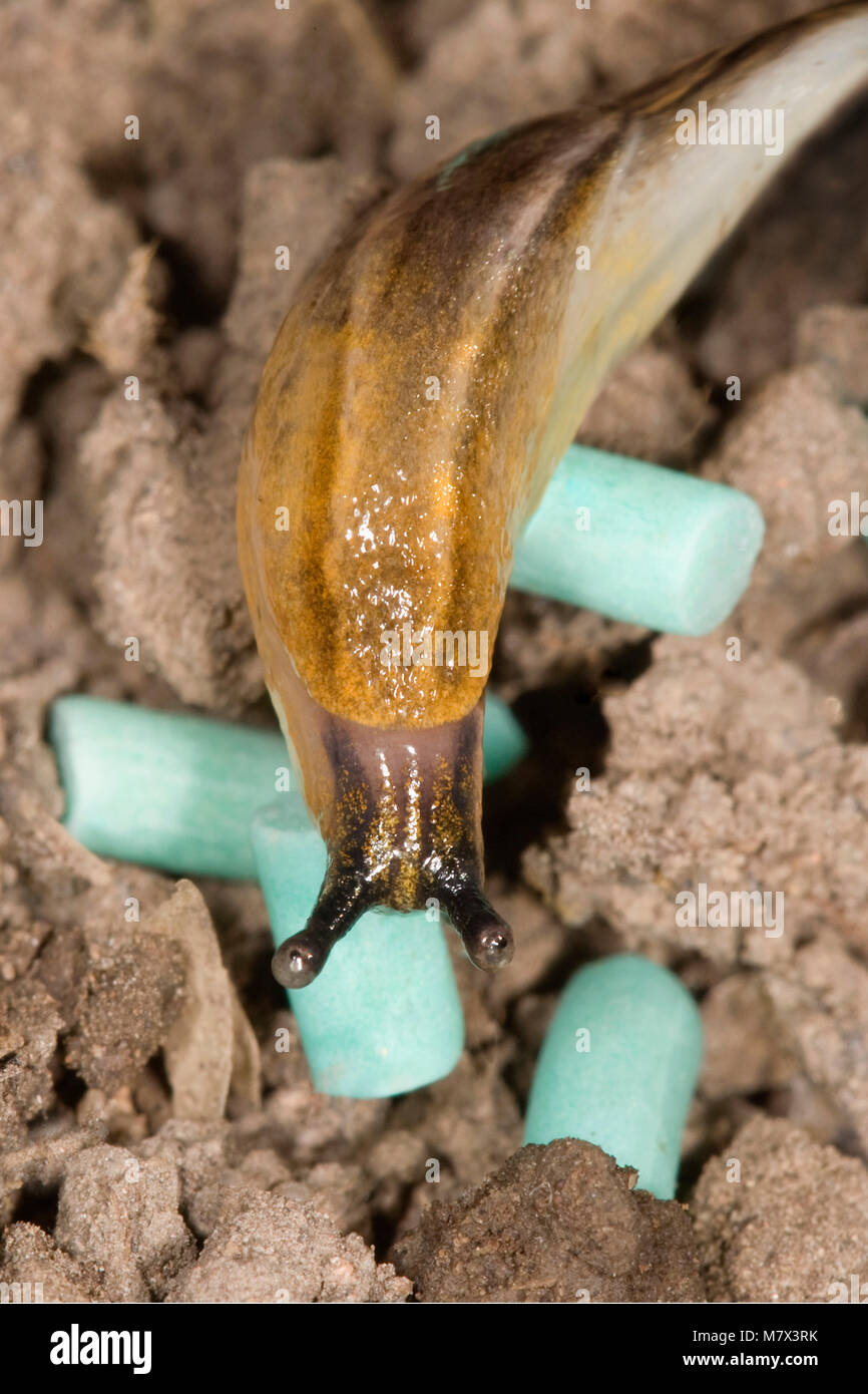 Slug and slug pellets Stock Photo - Alamy