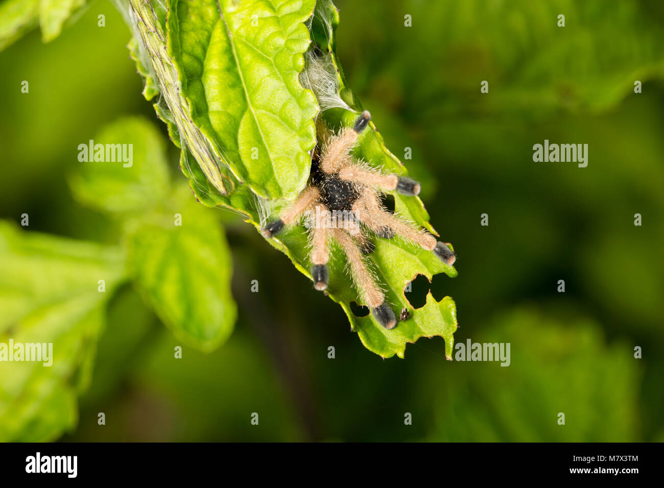 Small tarantula hiding in a leaf, Raleighvallen nature reserve ...