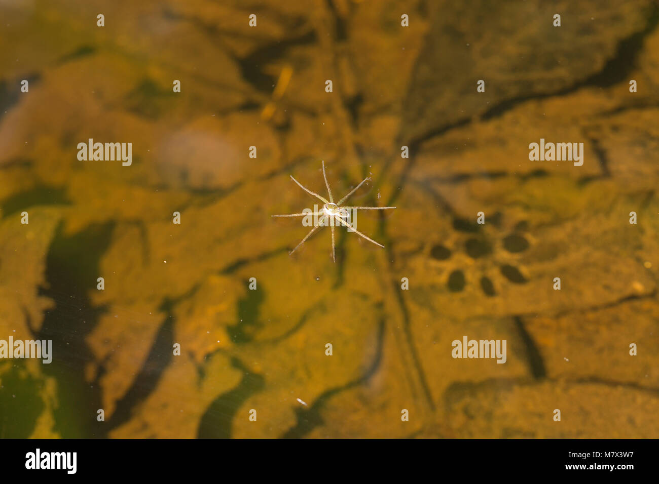 A spider on water in a jungle pool with its shadow visible, Botapassie ...