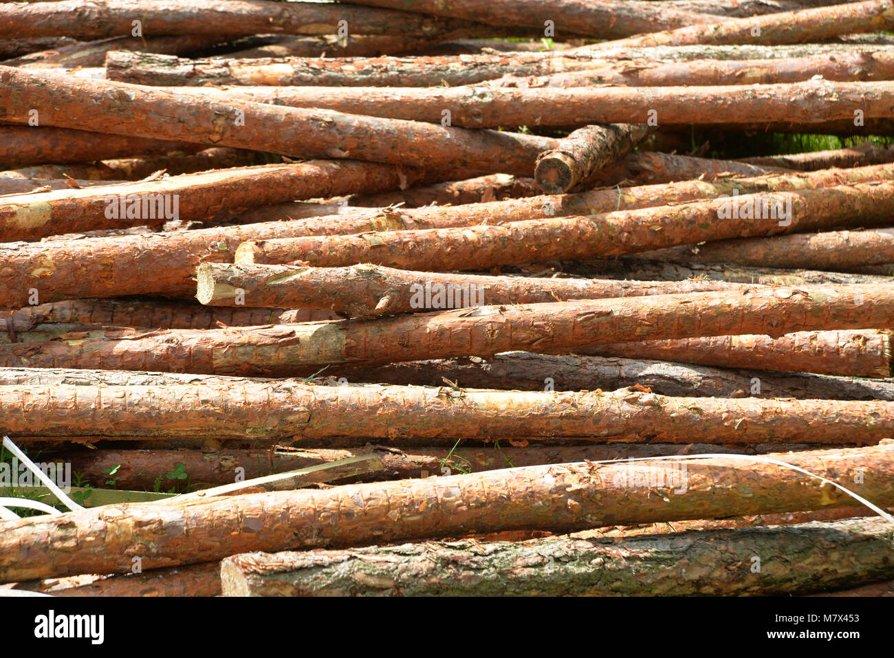 felled tree trunks for construction purposes Stock Photo - Alamy