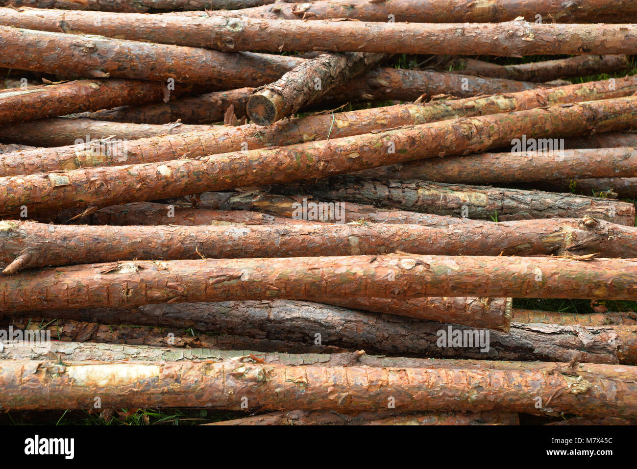felled tree trunks for construction purposes Stock Photo - Alamy