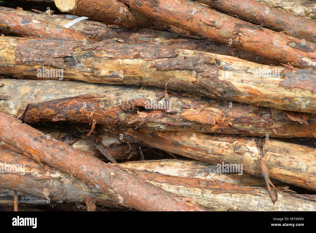 felled tree trunks for construction purposes Stock Photo - Alamy