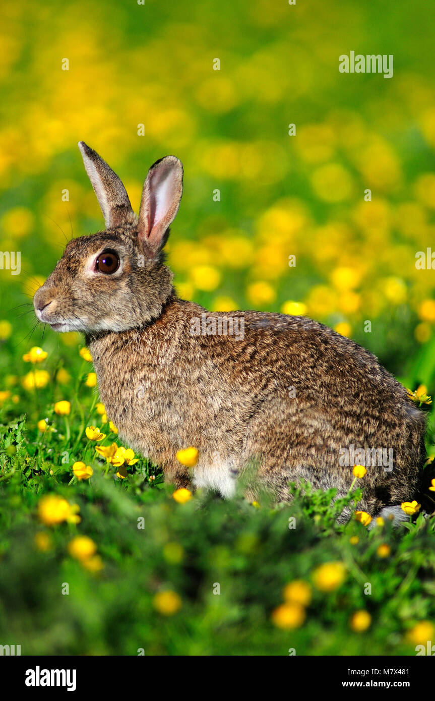 RABBIT Oryctolagus cuniculus Stock Photo - Alamy