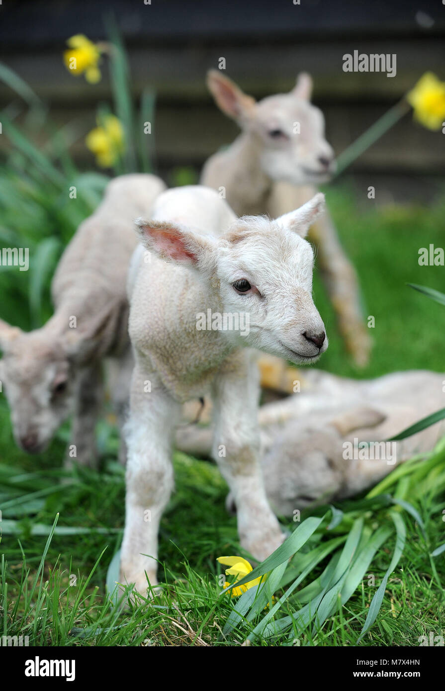 Spring lamb and daffodils hi-res stock photography and images - Alamy
