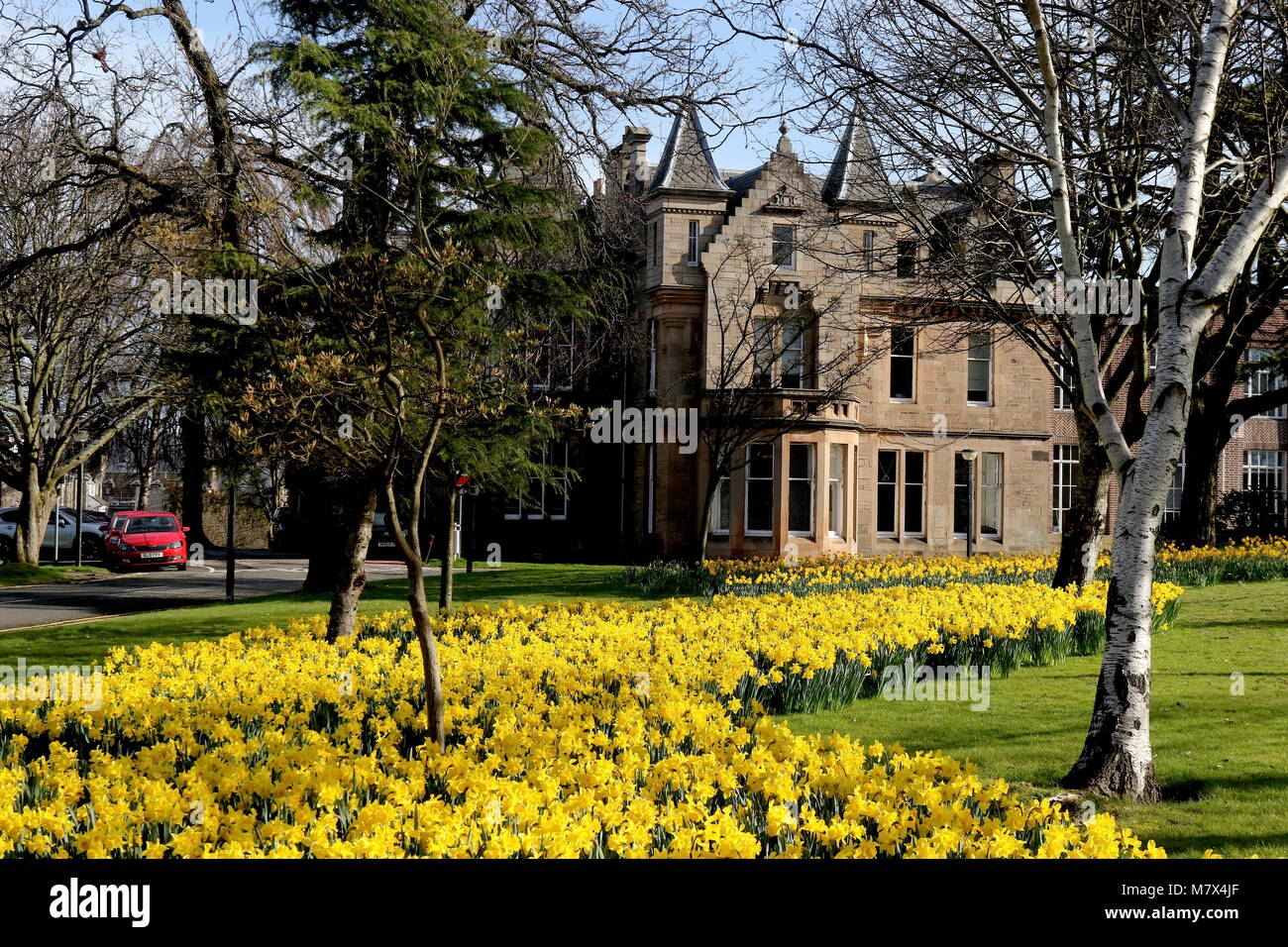 Daffodils, Spring Scene, in grounds of Stirling Council Buildings ...