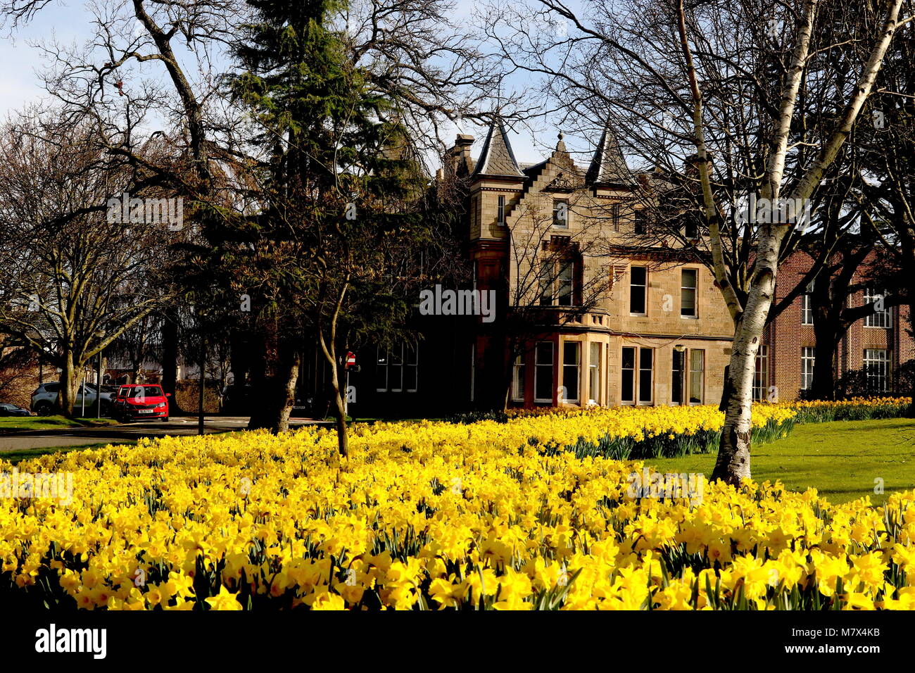 Daffodils, Spring Scene, in grounds of Stirling Council Buildings ...