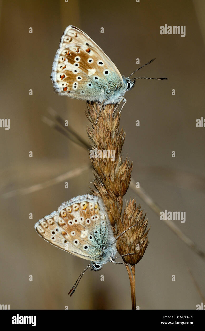 Portrait of chalkhill blue butterflies at rest Stock Photo - Alamy