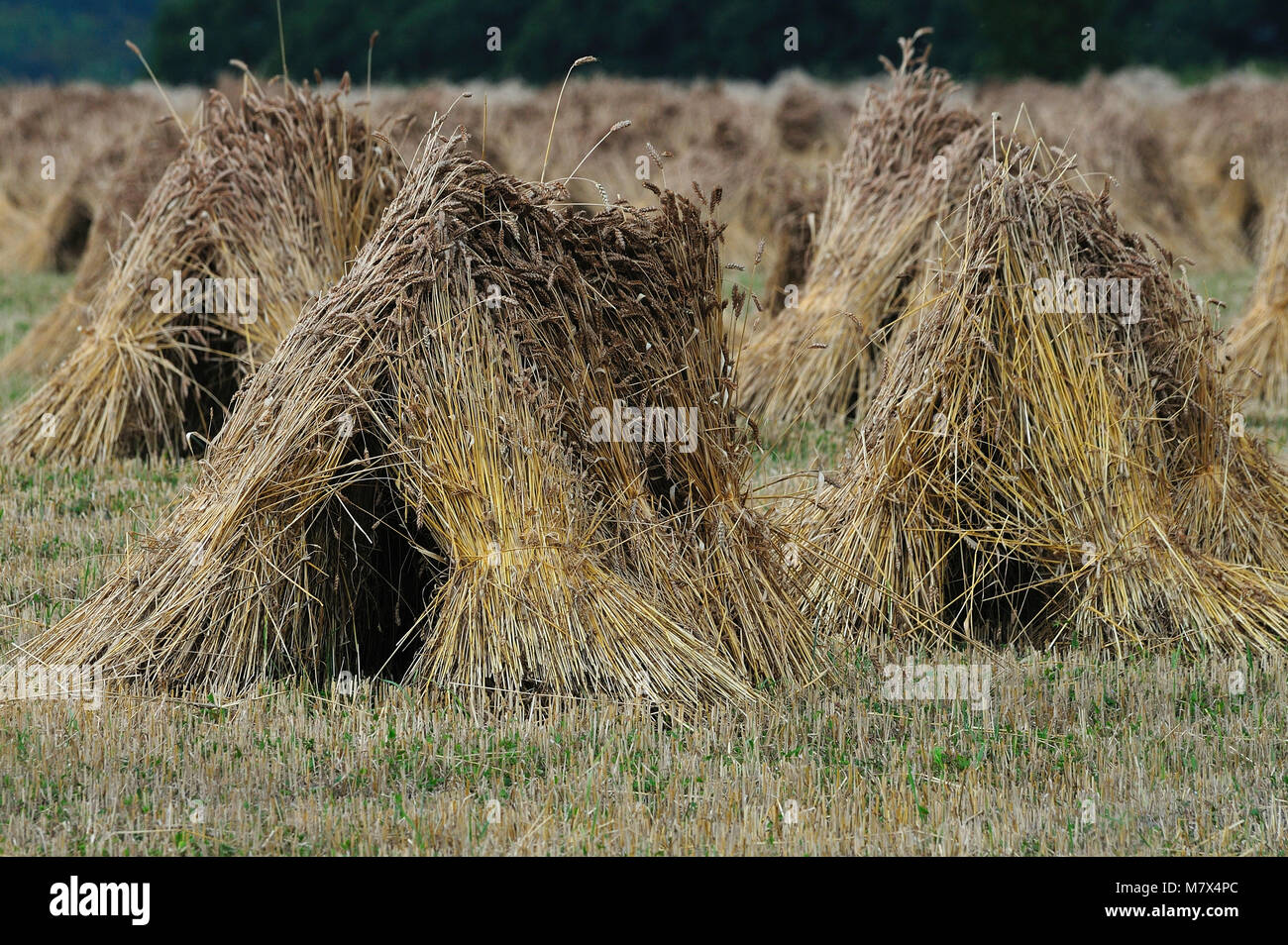 Corn stooks hi-res stock photography and images - Alamy
