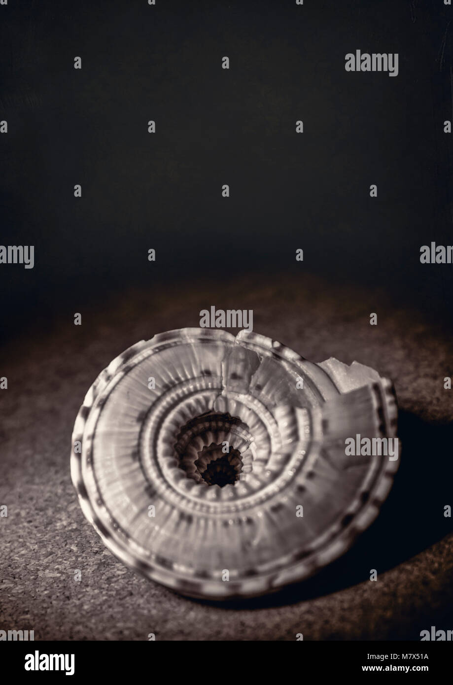 Spiral shell hi-res stock photography and images - Alamy