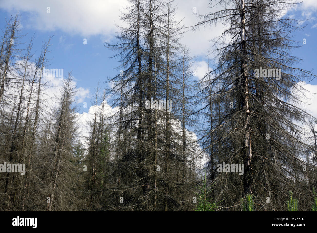 dry gray wood of trees Stock Photo - Alamy