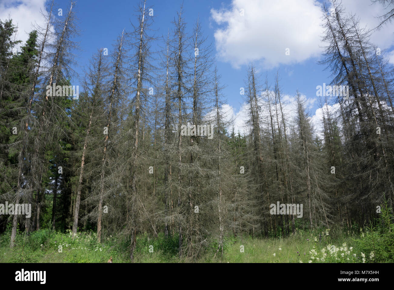 dry gray wood of trees Stock Photo - Alamy