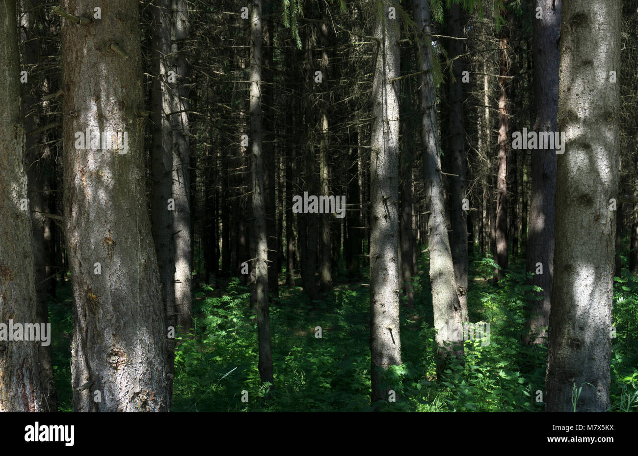 man walking on a path in a strange dark forest with fog Stock Photo - Alamy